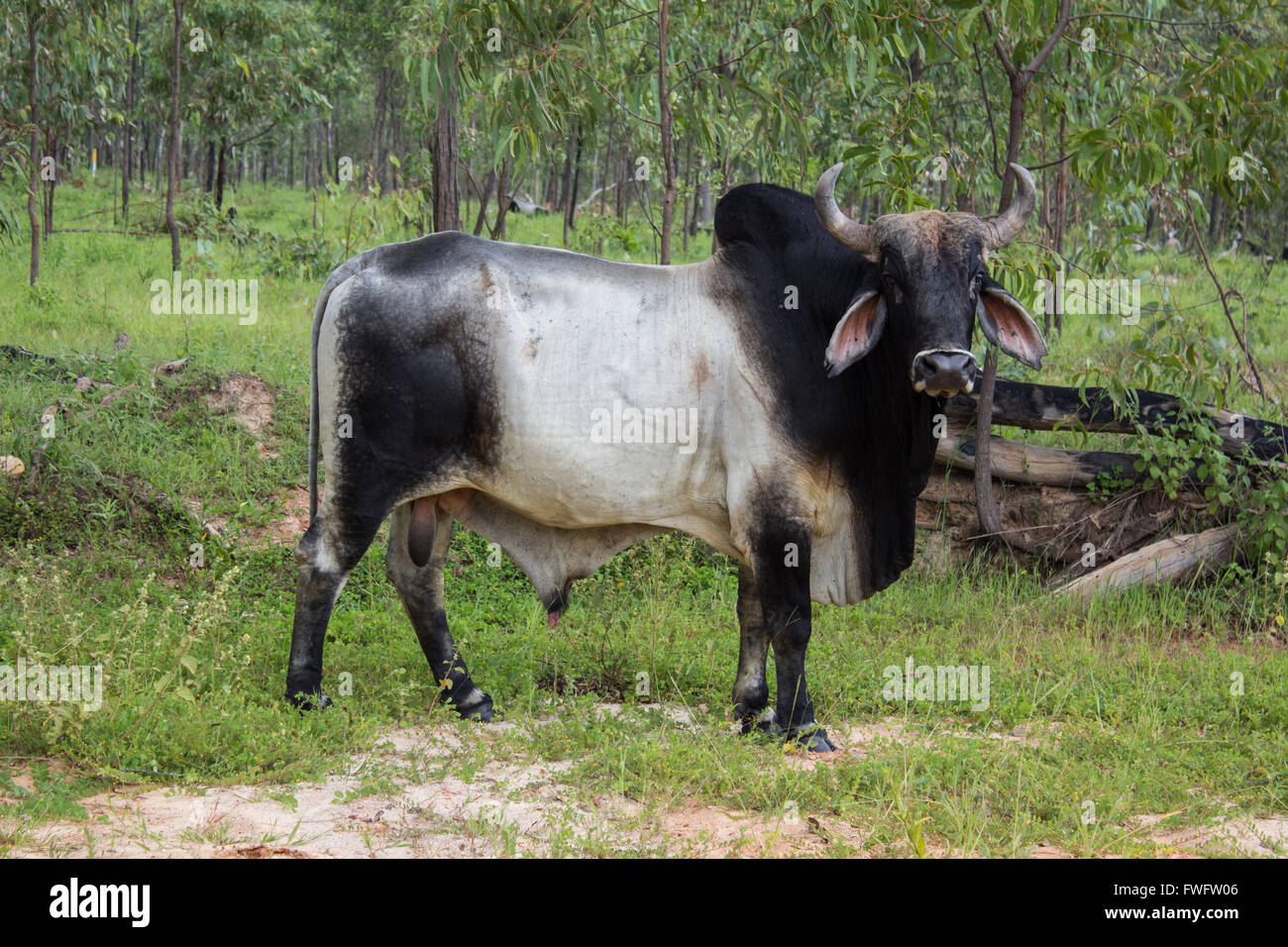 Huge bull with big balls standing at the side of the road in the ...