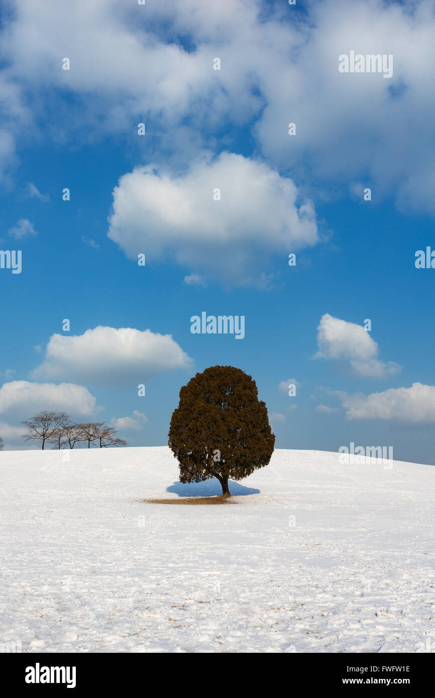 Seoul, South Korea: A single tree in winter Stock Photo - Alamy