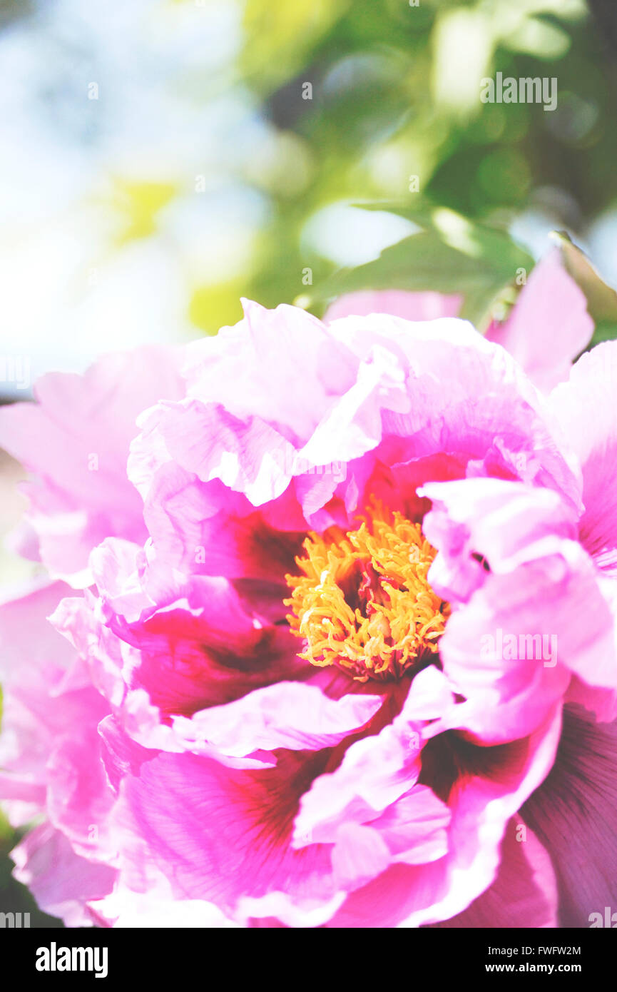 Peony tree hi-res stock photography and images - Alamy