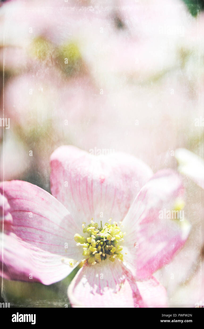 Artistic garden blooms hi-res stock photography and images - Alamy