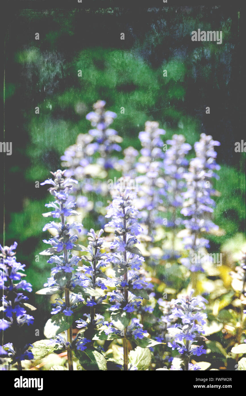 purple spring blooms Stock Photo - Alamy