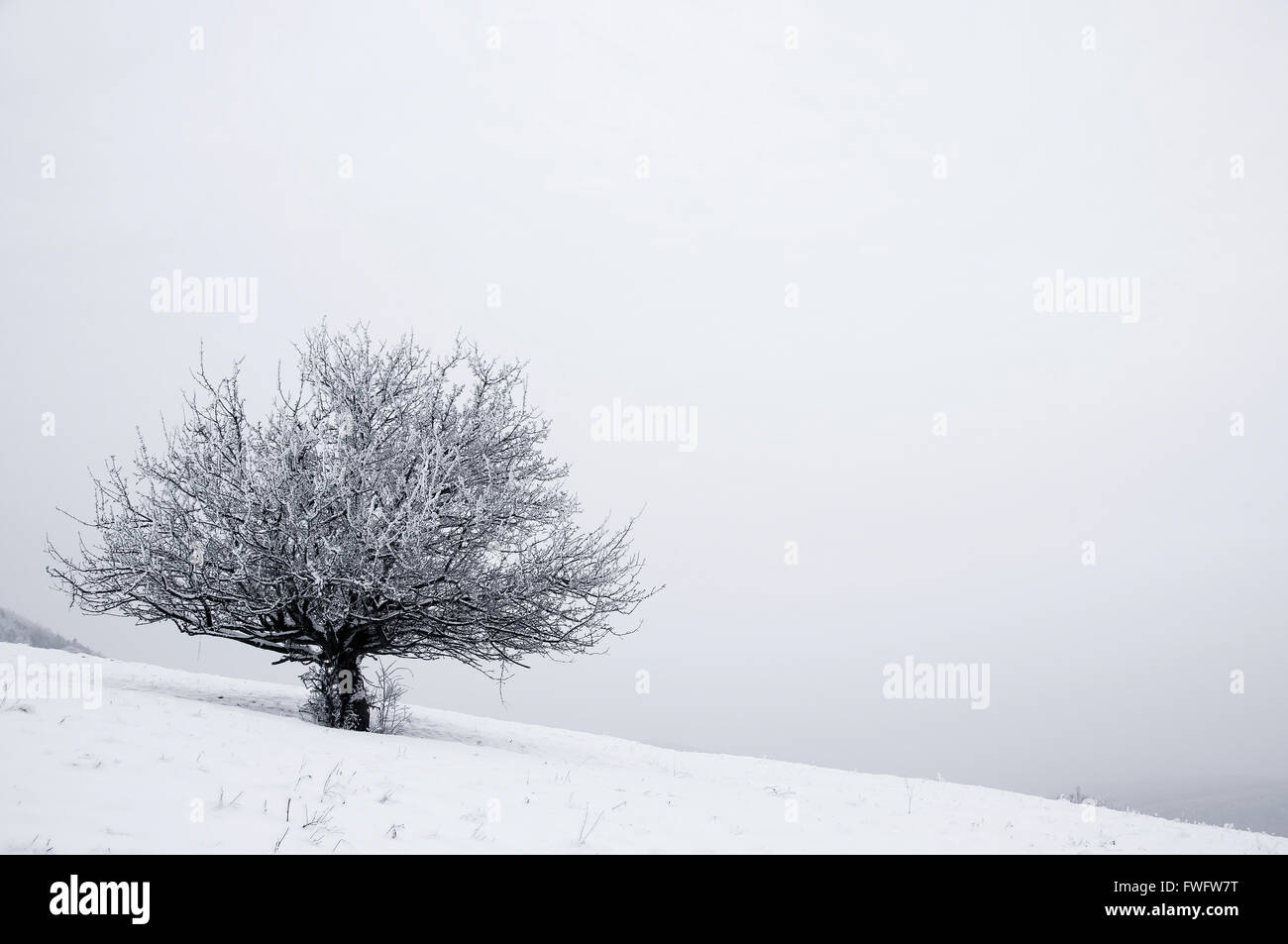 Solitaire tree hi-res stock photography and images - Alamy