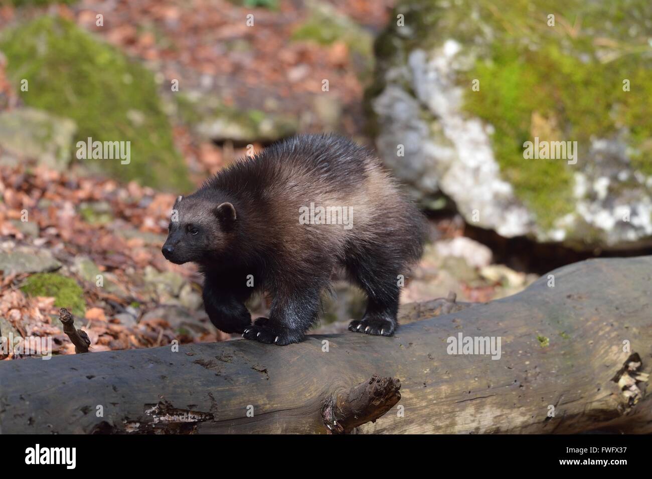 Wolverine - Glutton - Shunk bear - Quichatch (Gulo gulo) semi-captive ...
