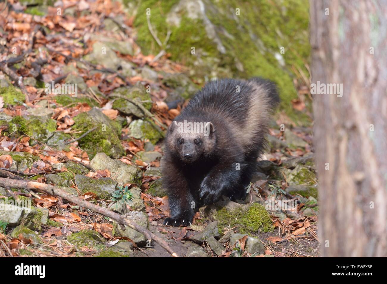 Wolverine - Glutton - Shunk bear - Quichatch (Gulo gulo) semi-captive ...