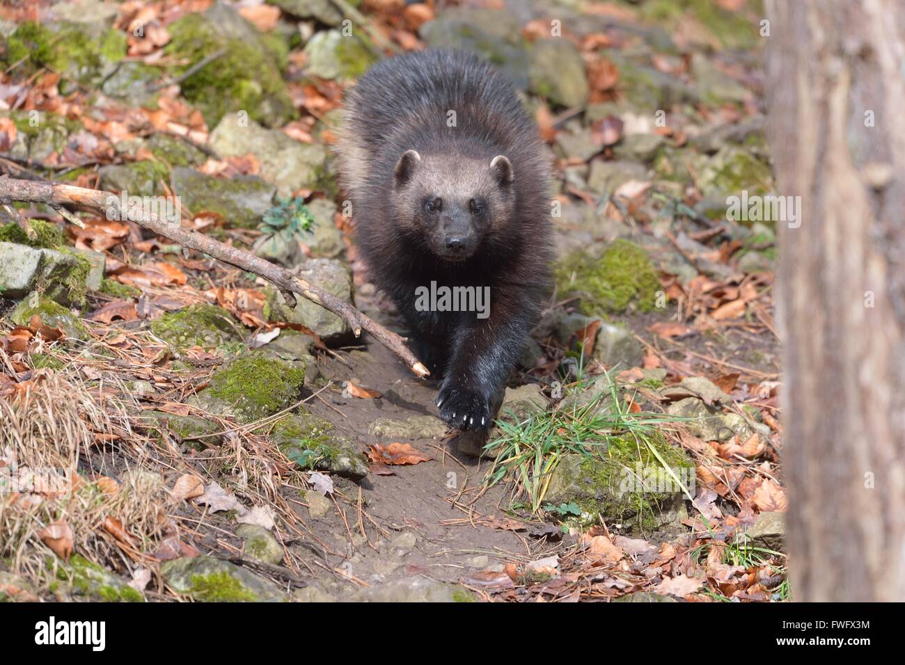 Wolverine - Glutton - Shunk bear - Quichatch (Gulo gulo) semi-captive ...