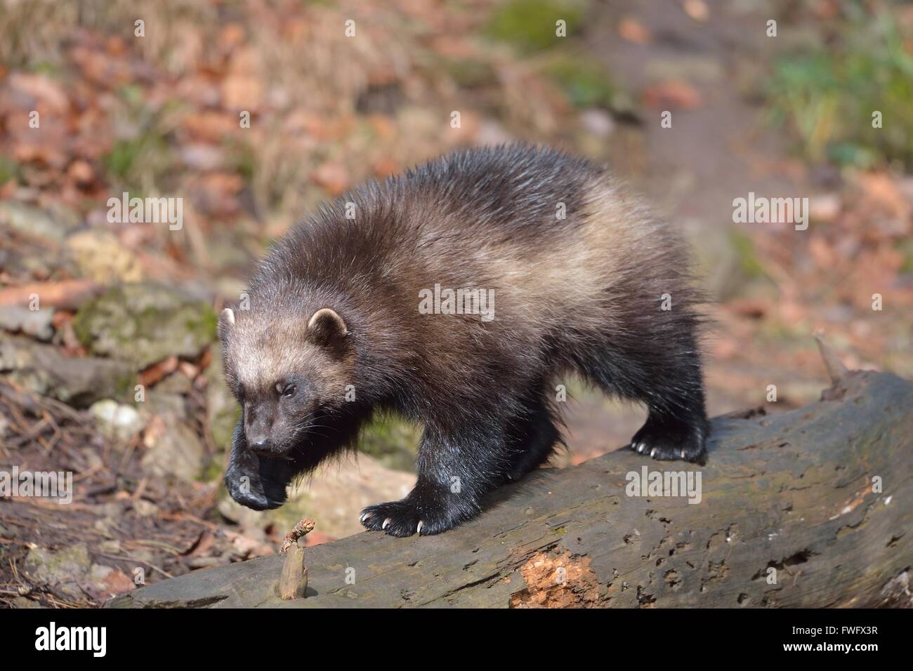 Wolverine - Glutton - Shunk bear - Quichatch (Gulo gulo) semi-captive ...