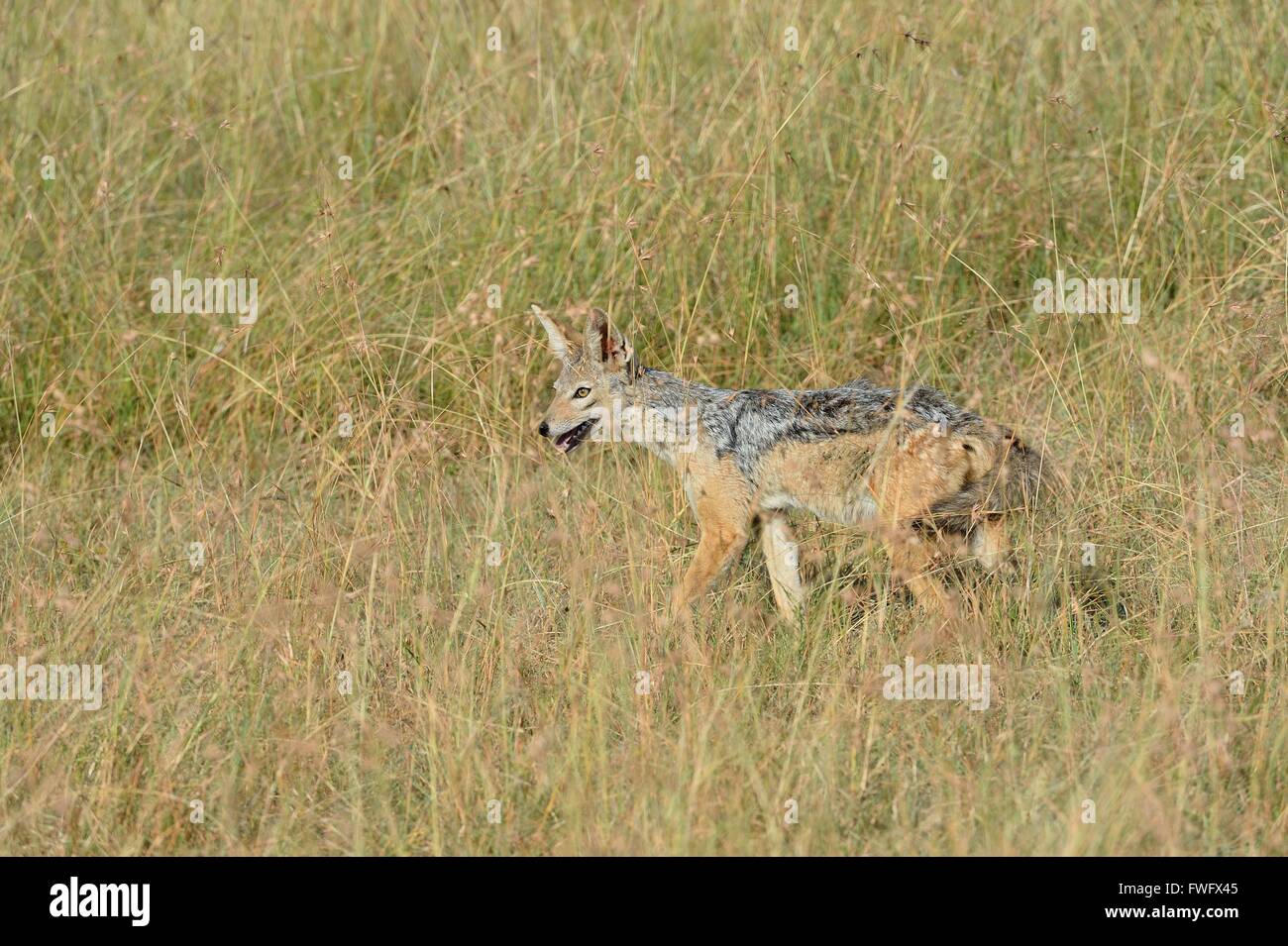 Black-backed jackal - Saddle-backed jackal - Silver-backed jackal ...