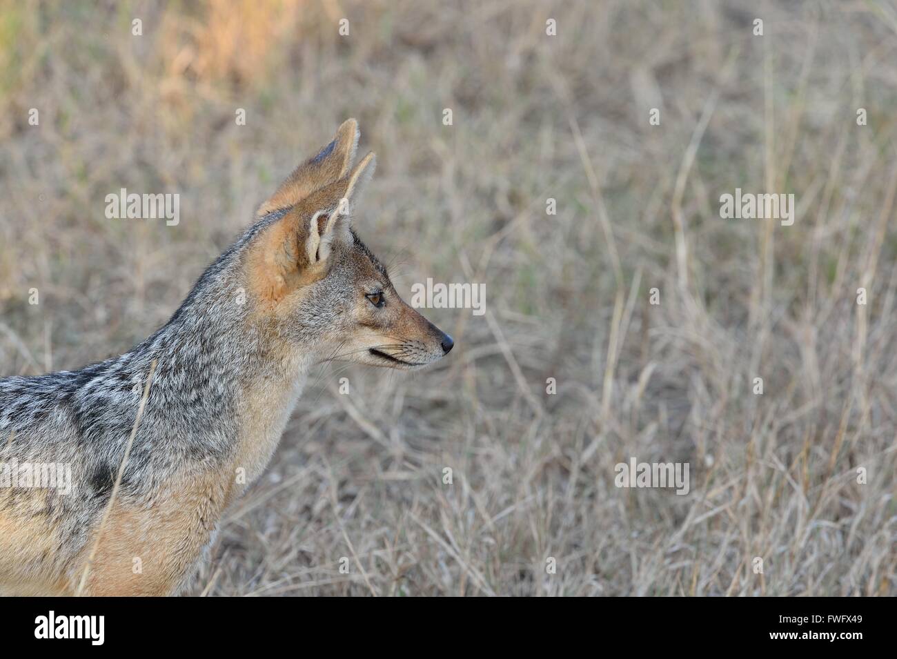 Black-backed jackal - Saddle-backed jackal - Silver-backed jackal ...