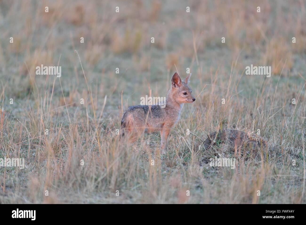 Black-backed jackal - Saddle-backed jackal - Silver-backed jackal ...