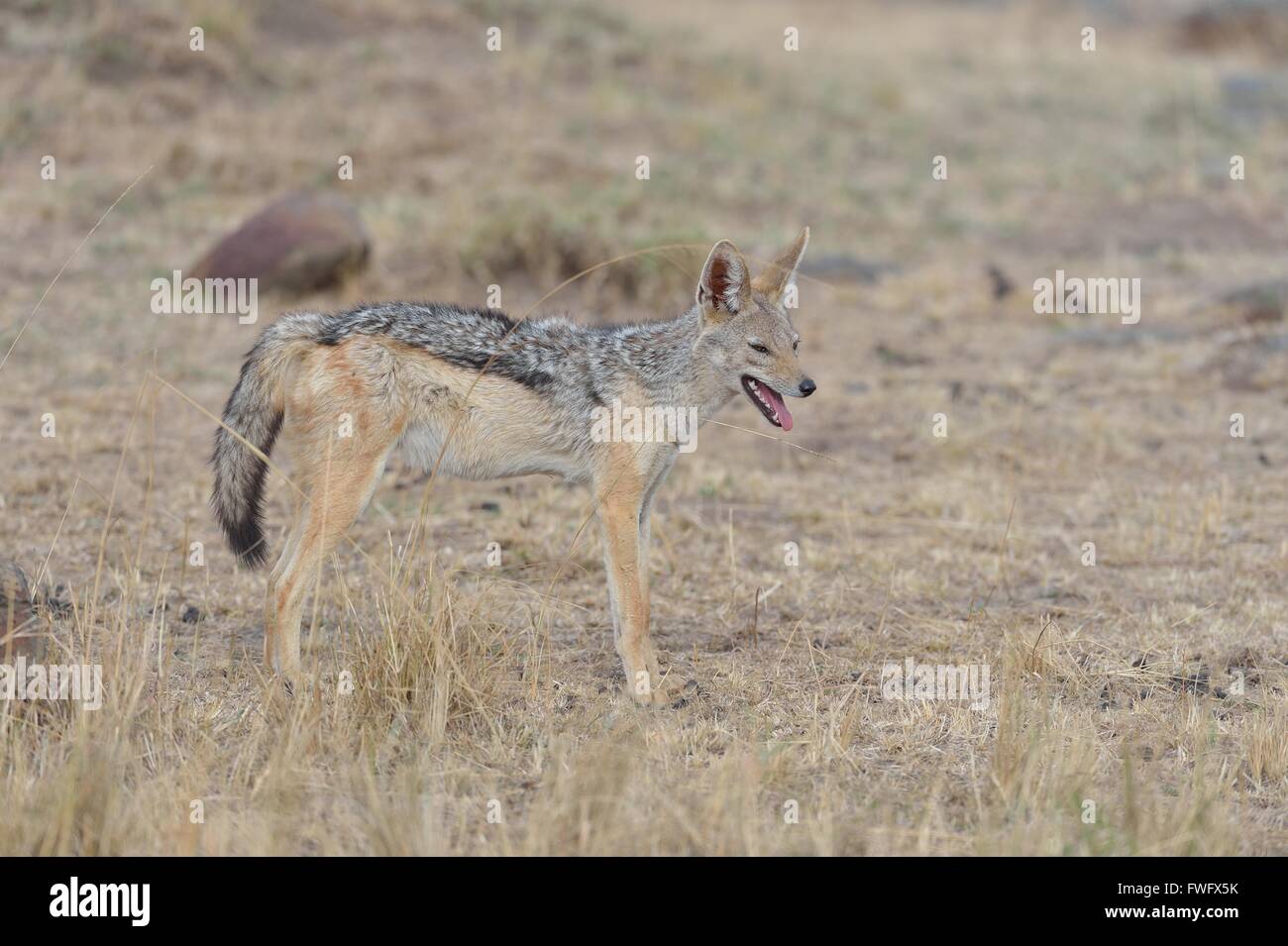 Black-backed jackal - Saddle-backed jackal - Silver-backed jackal ...