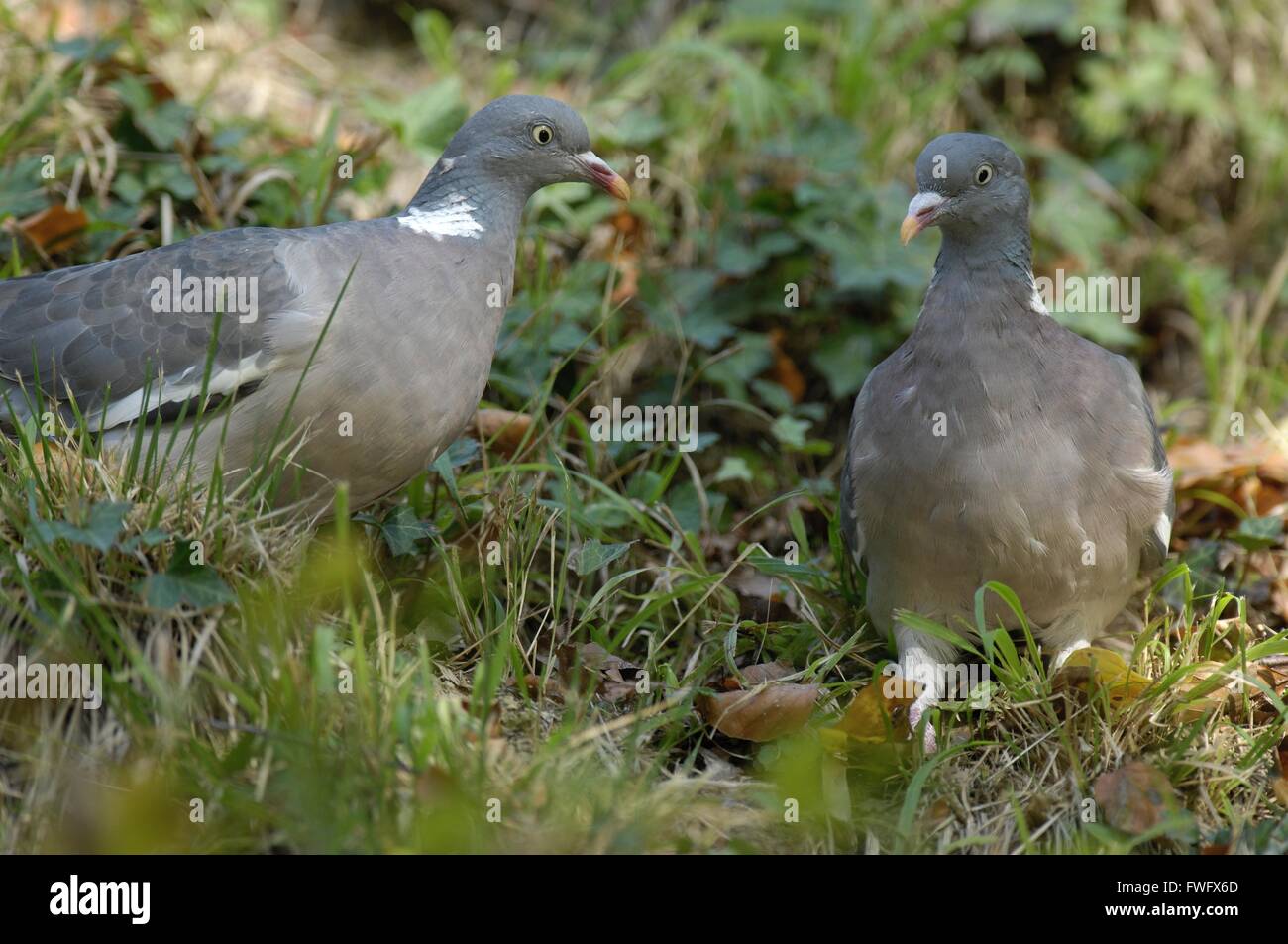 Common Wood Pigeon - European Wood pigeon (Columba palumbus - Columba ...