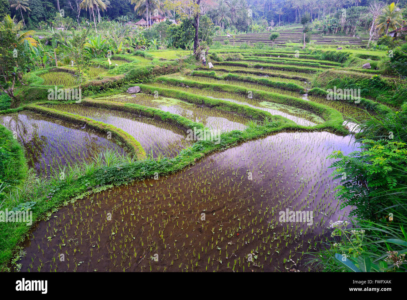 Rice terraces photography hi-res stock photography and images - Alamy