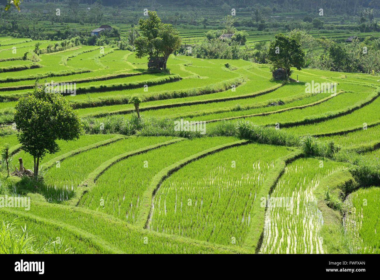 Rice terraces, Bali, Indonesia Stock Photo - Alamy