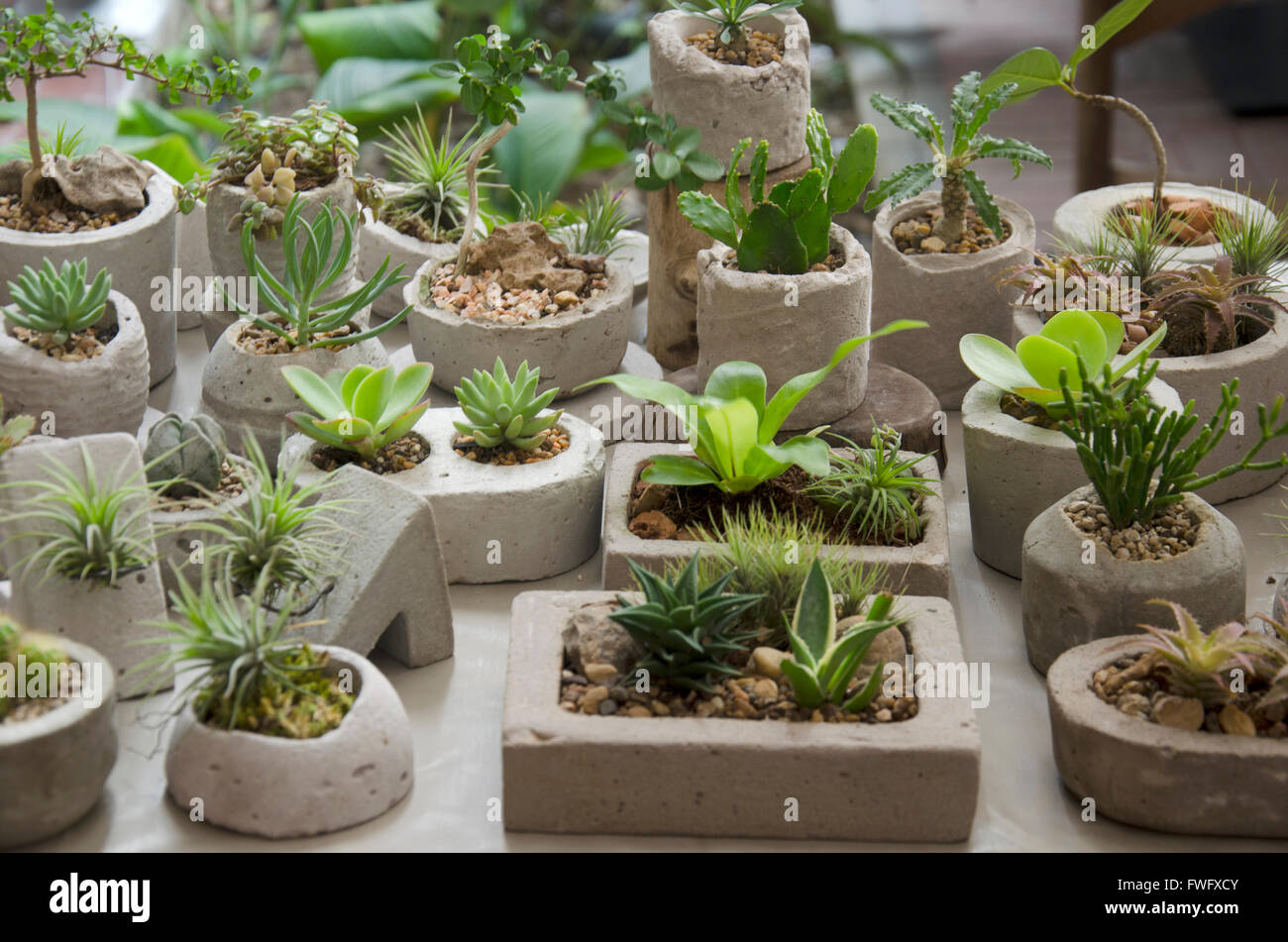 Little tree in pot for decoration at room Stock Photo - Alamy