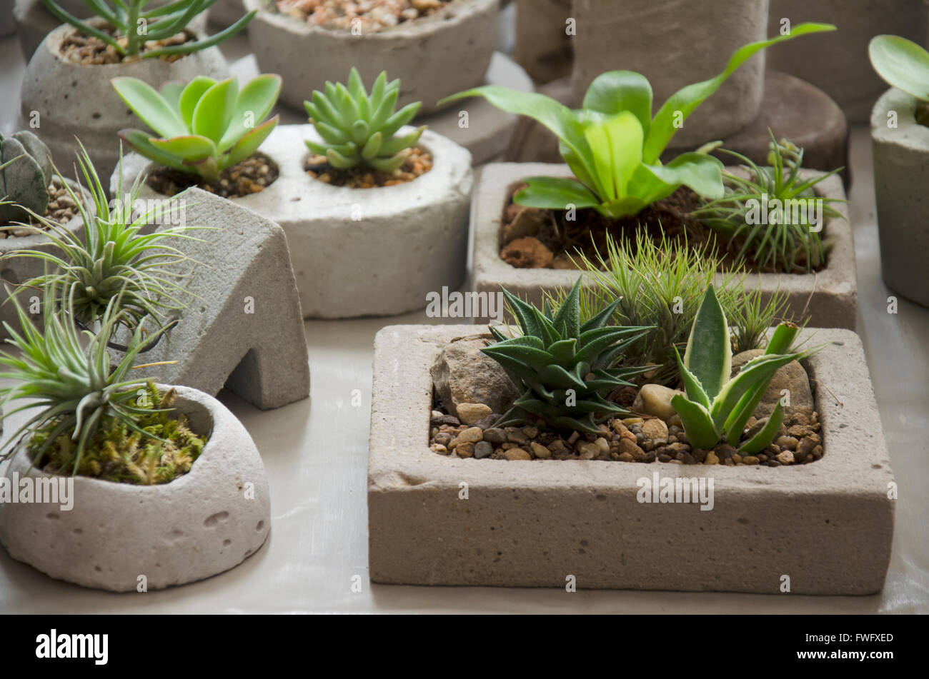 Olive tree pot shop hi-res stock photography and images - Alamy