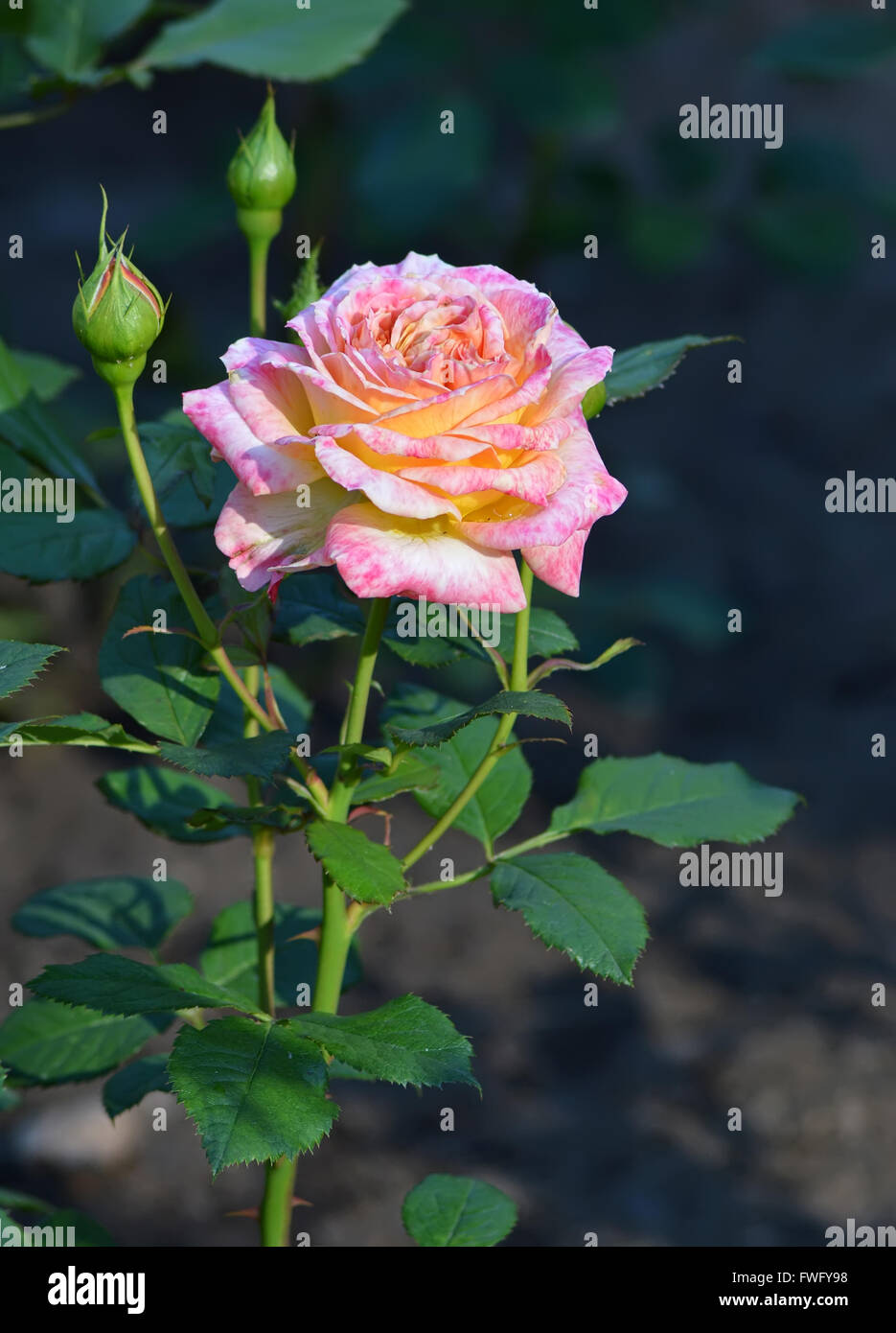 Lush magnificent hi-res stock photography and images - Alamy