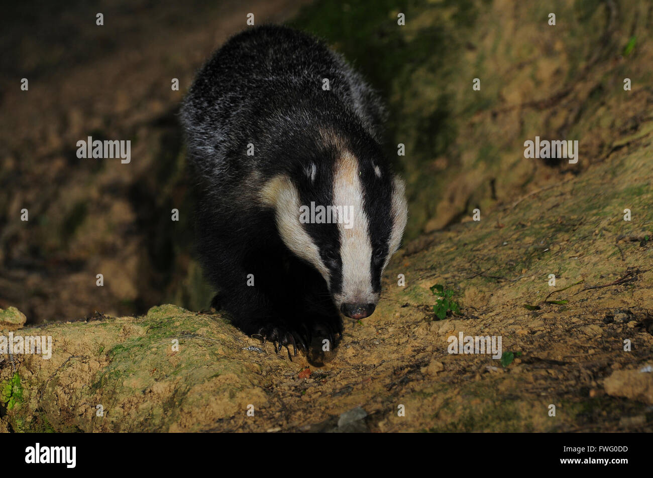 Badger sett uk hi-res stock photography and images - Alamy