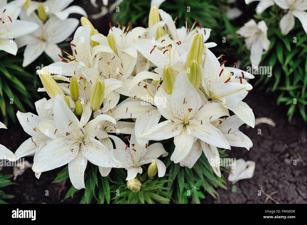lily flowers in a garden Stock Photo - Alamy