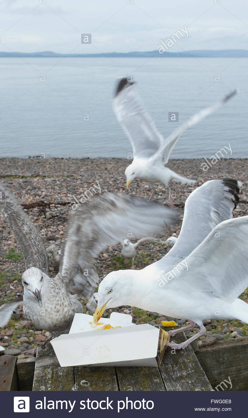 Seagulls Fish Chips Stock Photos & Seagulls Fish Chips Stock Images - Alamy