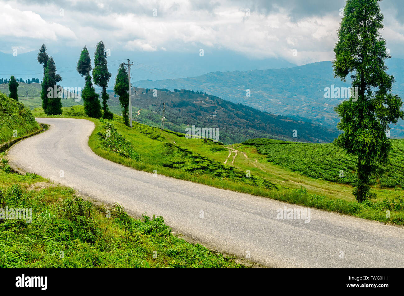 Kanyam Tea Estate in Ilam, Nepal Stock Photo - Alamy