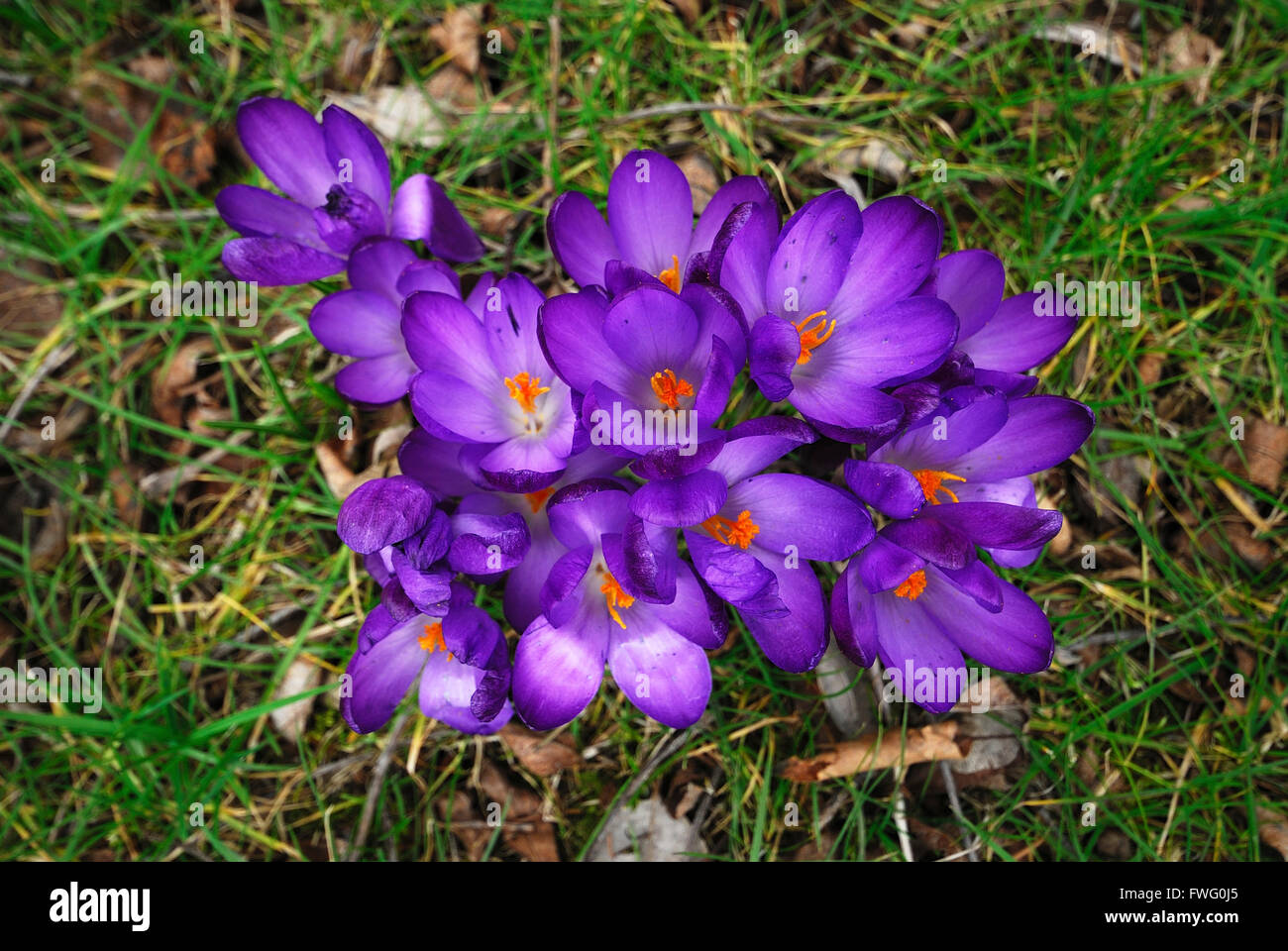 A spectacular display of crocus UK Stock Photo - Alamy