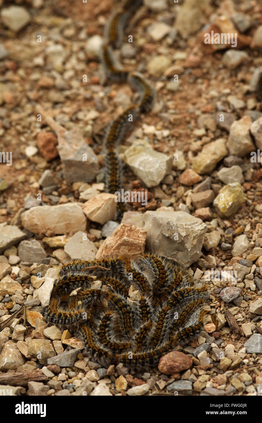 Pine processionary caterpillars group in line Stock Photo - Alamy