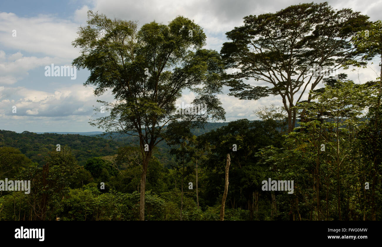 Equatorial forest africa hi-res stock photography and images - Alamy
