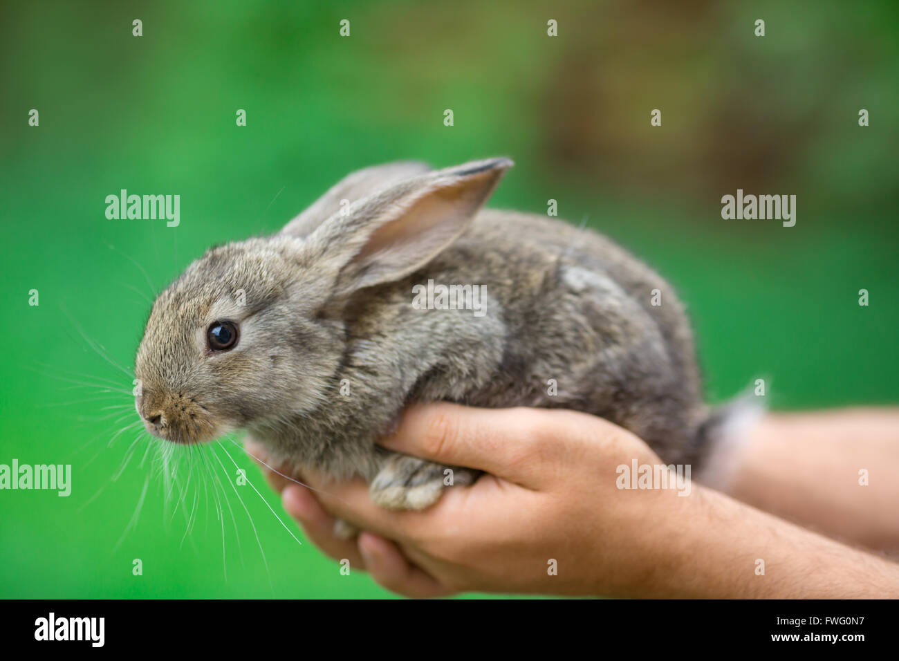 Man holding rabbit outdoors hi-res stock photography and images - Alamy
