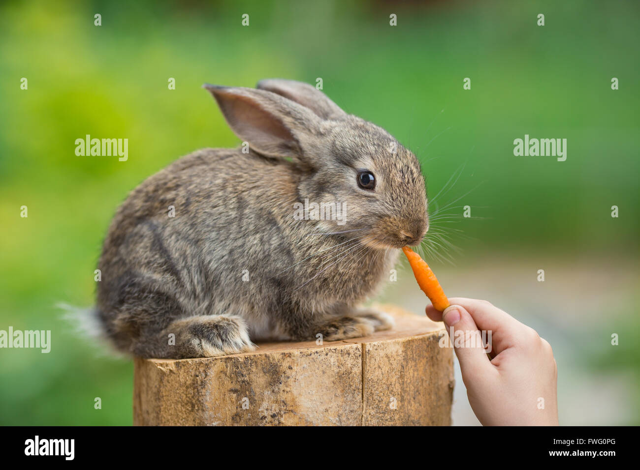 Child feeding rabbit carrot hi-res stock photography and images - Alamy