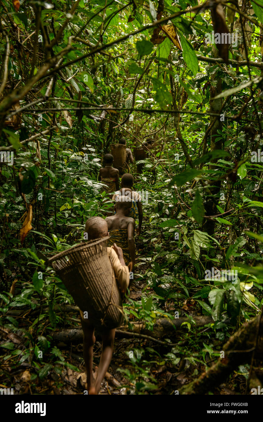 Bayaka Pygmies in the equatorial rainforest, Central African Republic ...
