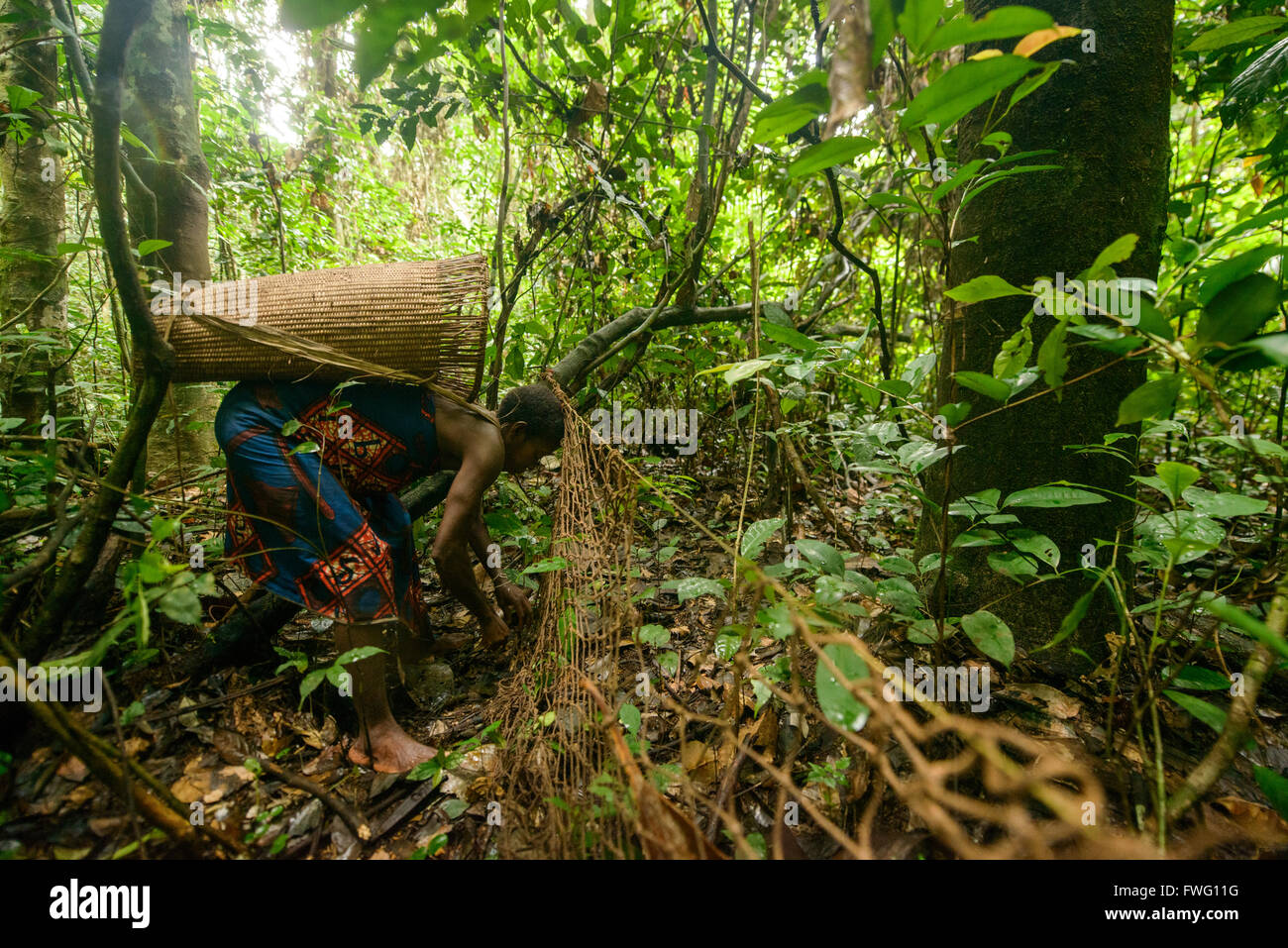 Bayaka Pygmies in the equatorial rainforest, Central African Republic ...