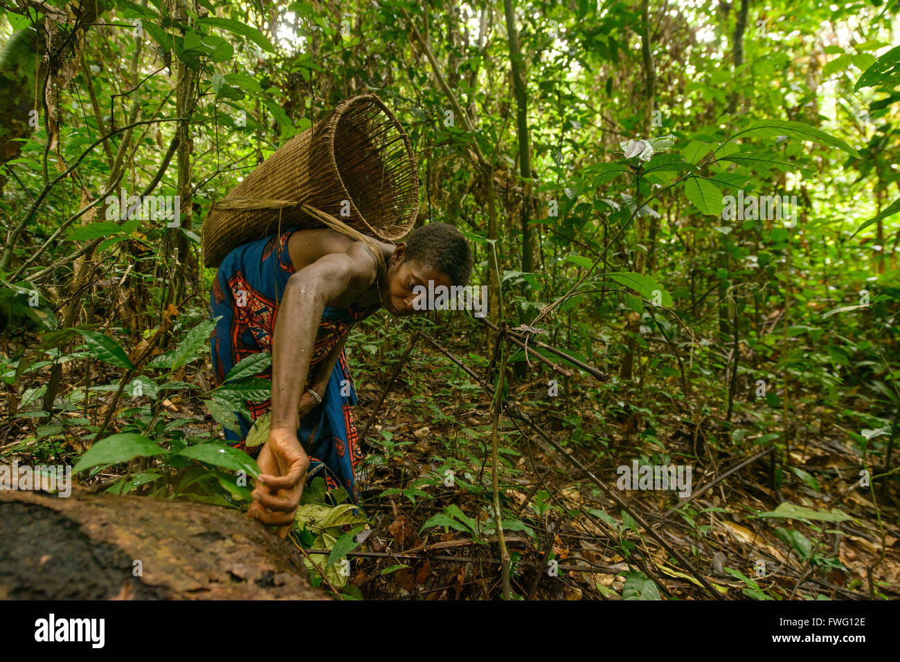 Bayaka Pygmies in the equatorial rainforest, Central African Republic ...