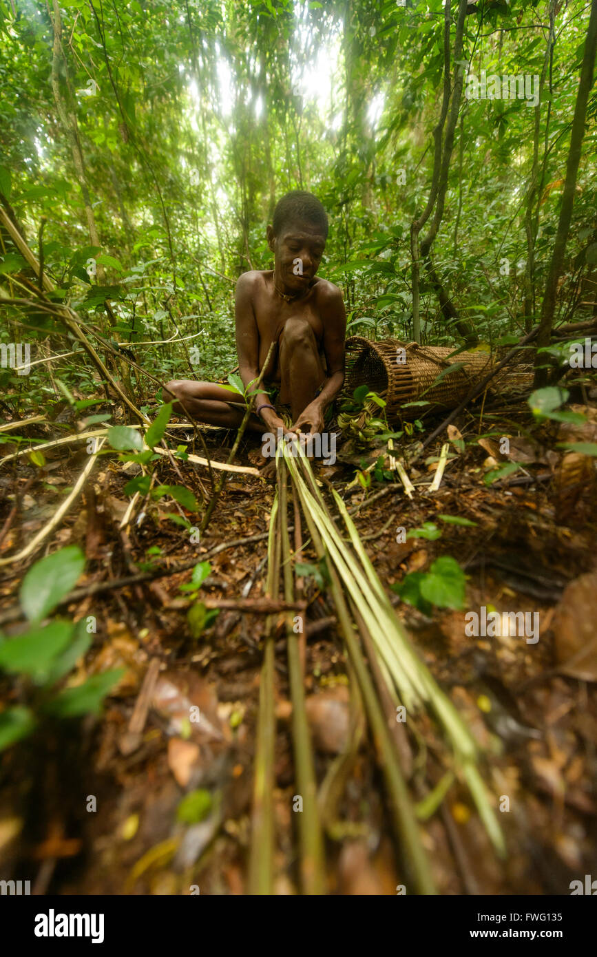 Bayaka Pygmies in the equatorial rainforest, Central African Republic ...