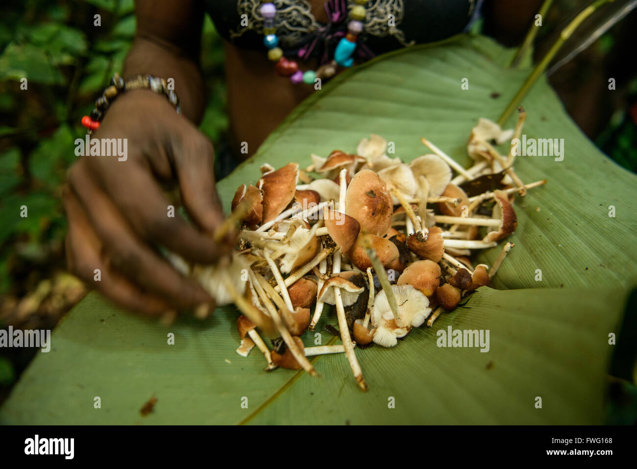 Bayaka Pygmies in the equatorial rainforest, Central African Republic ...
