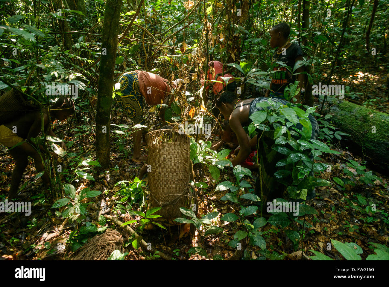 Bayaka Pygmies in the equatorial rainforest, Central African Republic ...