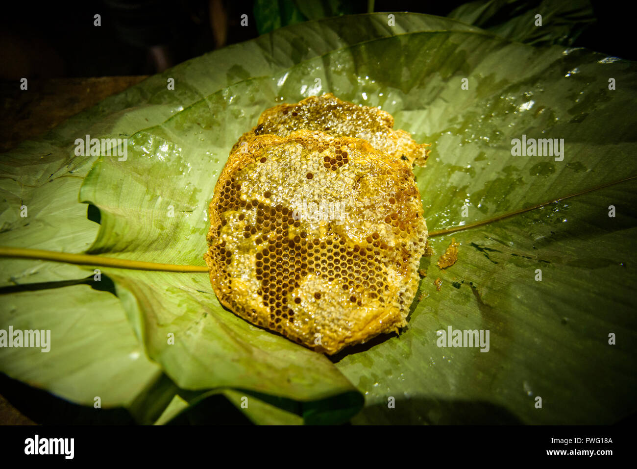 Pygmies honey hi-res stock photography and images - Alamy