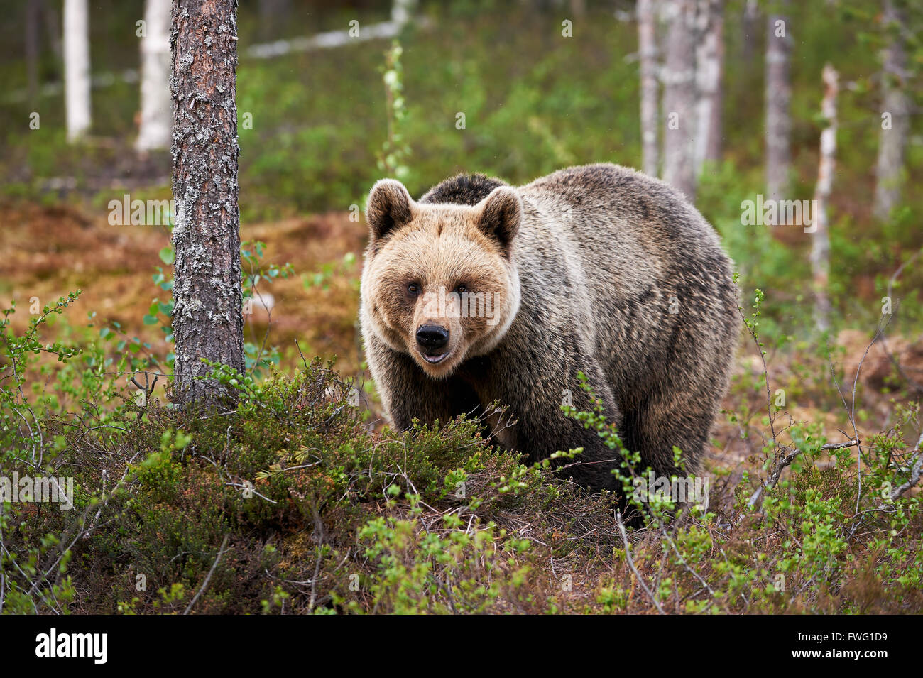 Beautiful female brown bear watching curiously in a Finnish forest ...