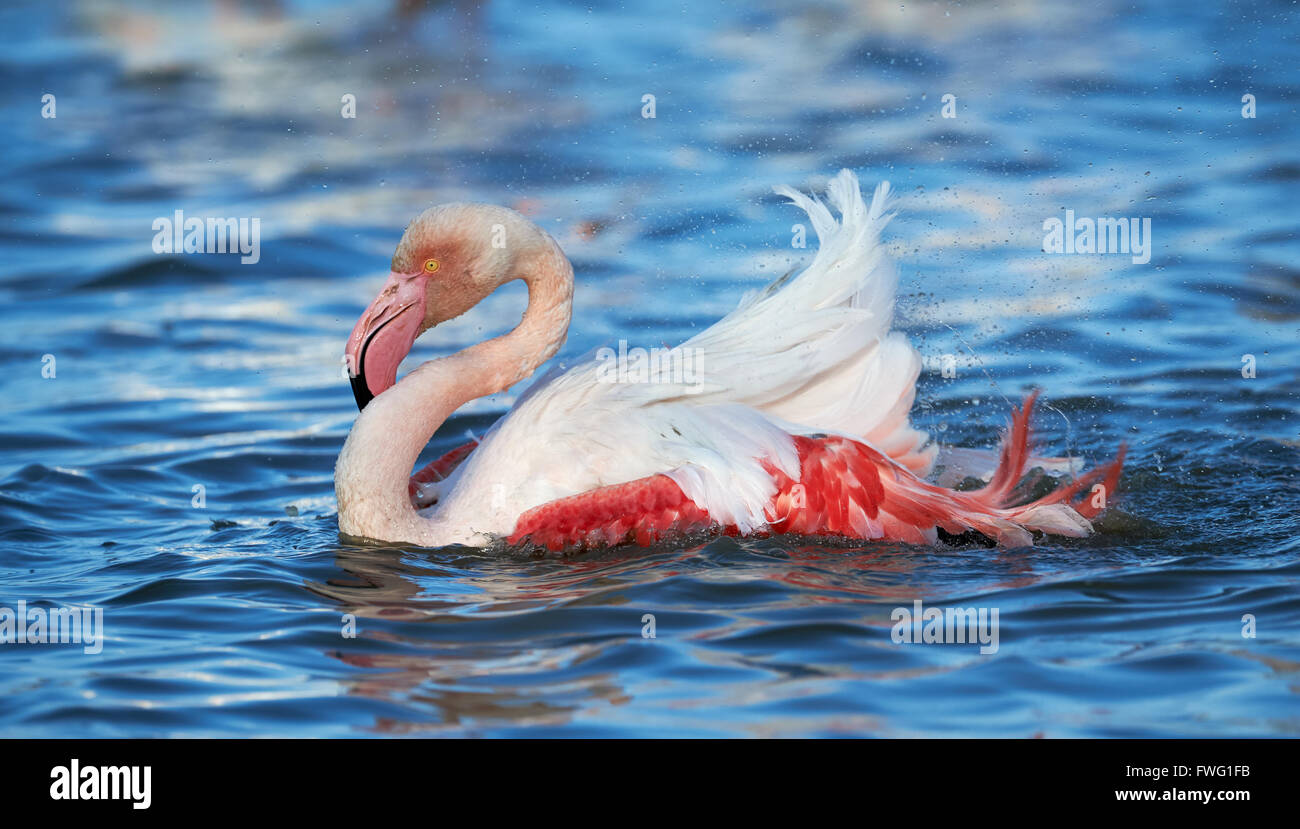 Beautiful Greater flamingo takes a bath in the blue waters of a pond in ...