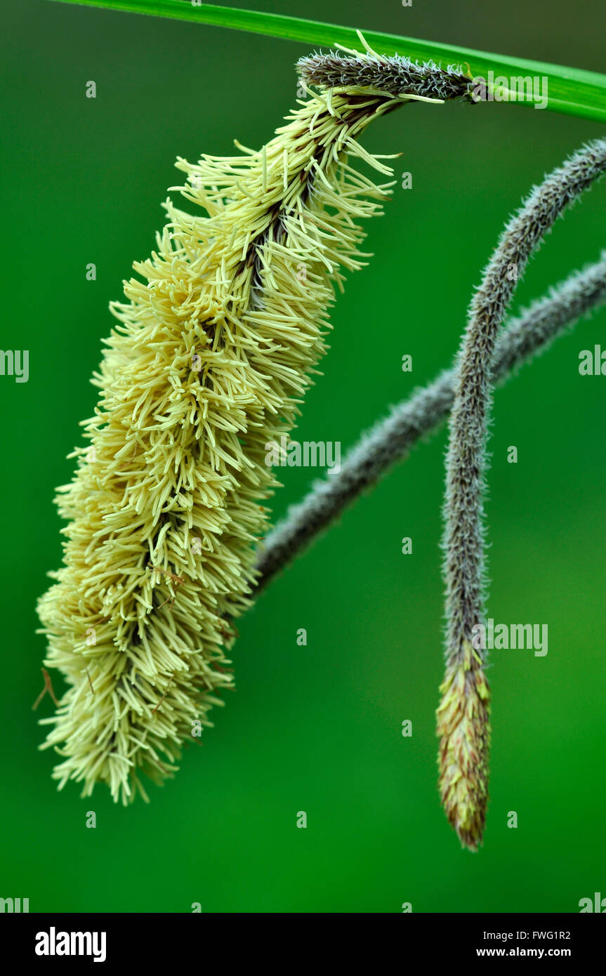 Pendulous sedge on a plain green background UK Stock Photo - Alamy