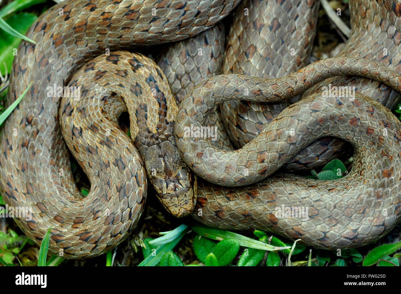 Smooth snake photographed at Arne RSPB reserve under the warden's ...