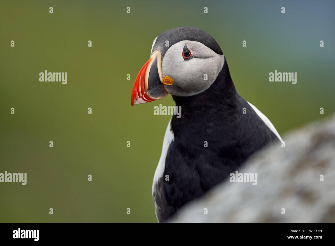 Portrait of a beautiful puffin photographed in Norway Stock Photo - Alamy