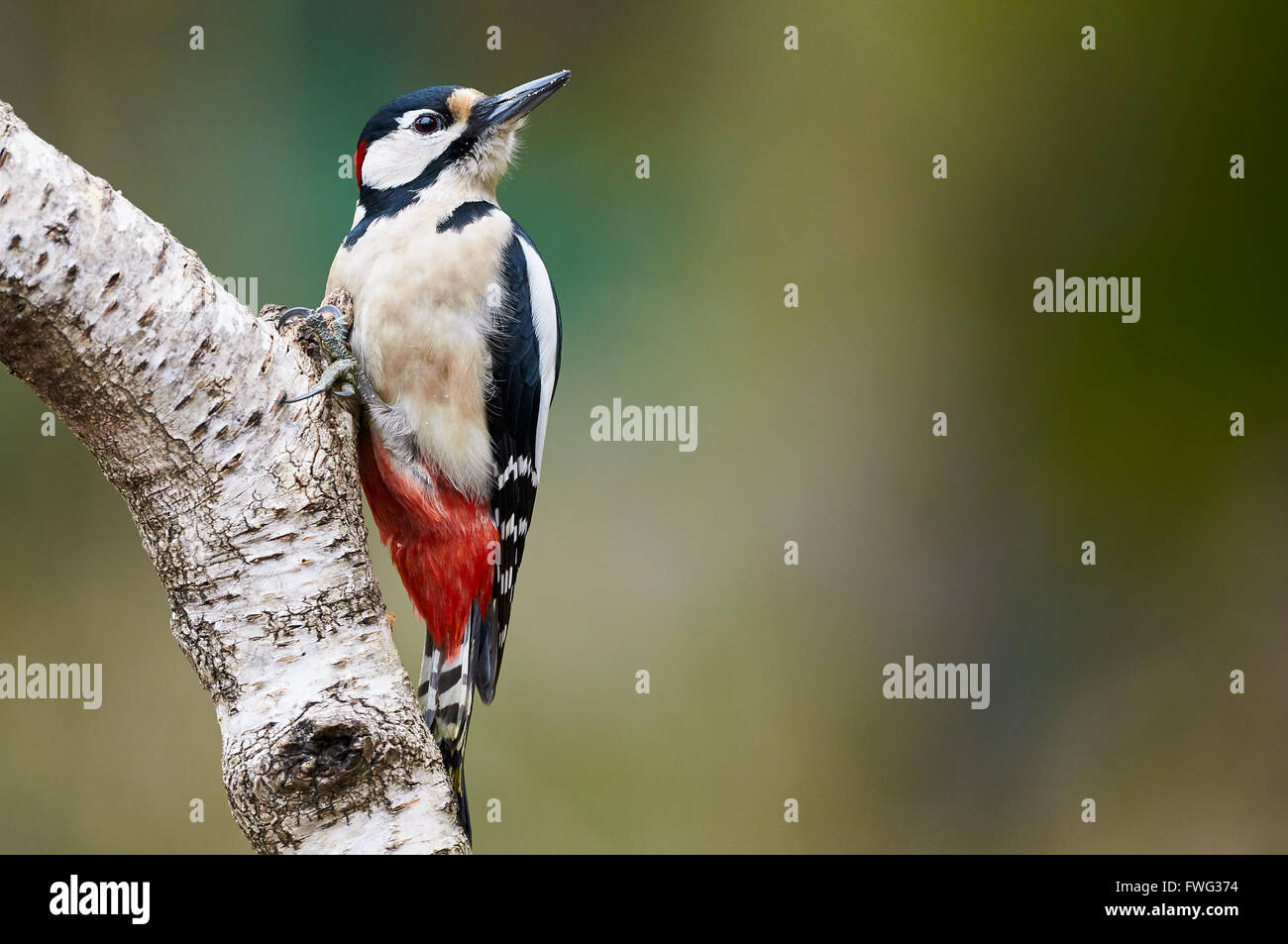 Great spotted Woodpecker perched on a birch branch photographed ...