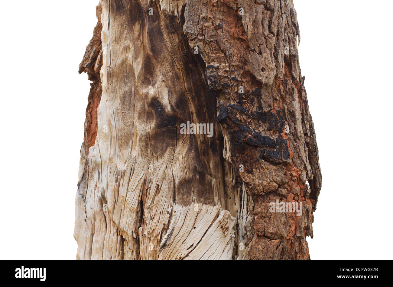 texture of tree isolated on white background Stock Photo - Alamy