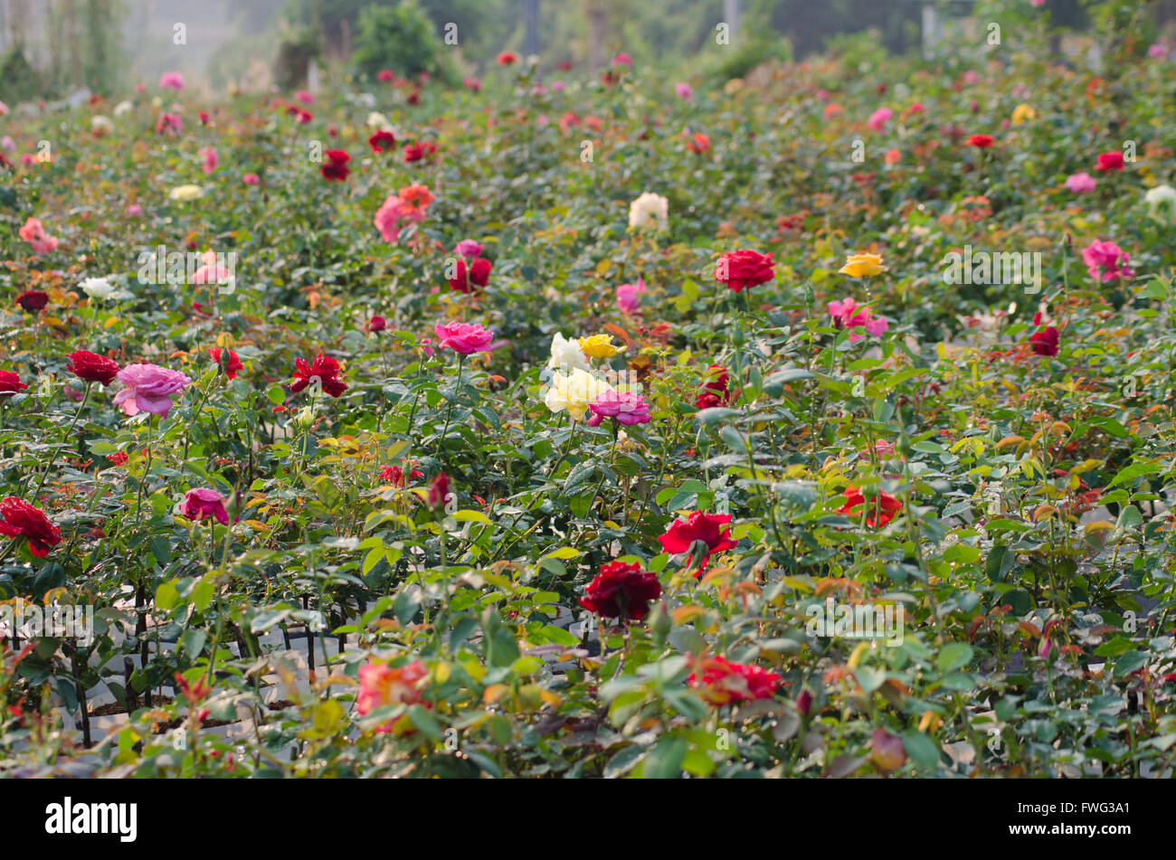 White field rose hi-res stock photography and images - Alamy
