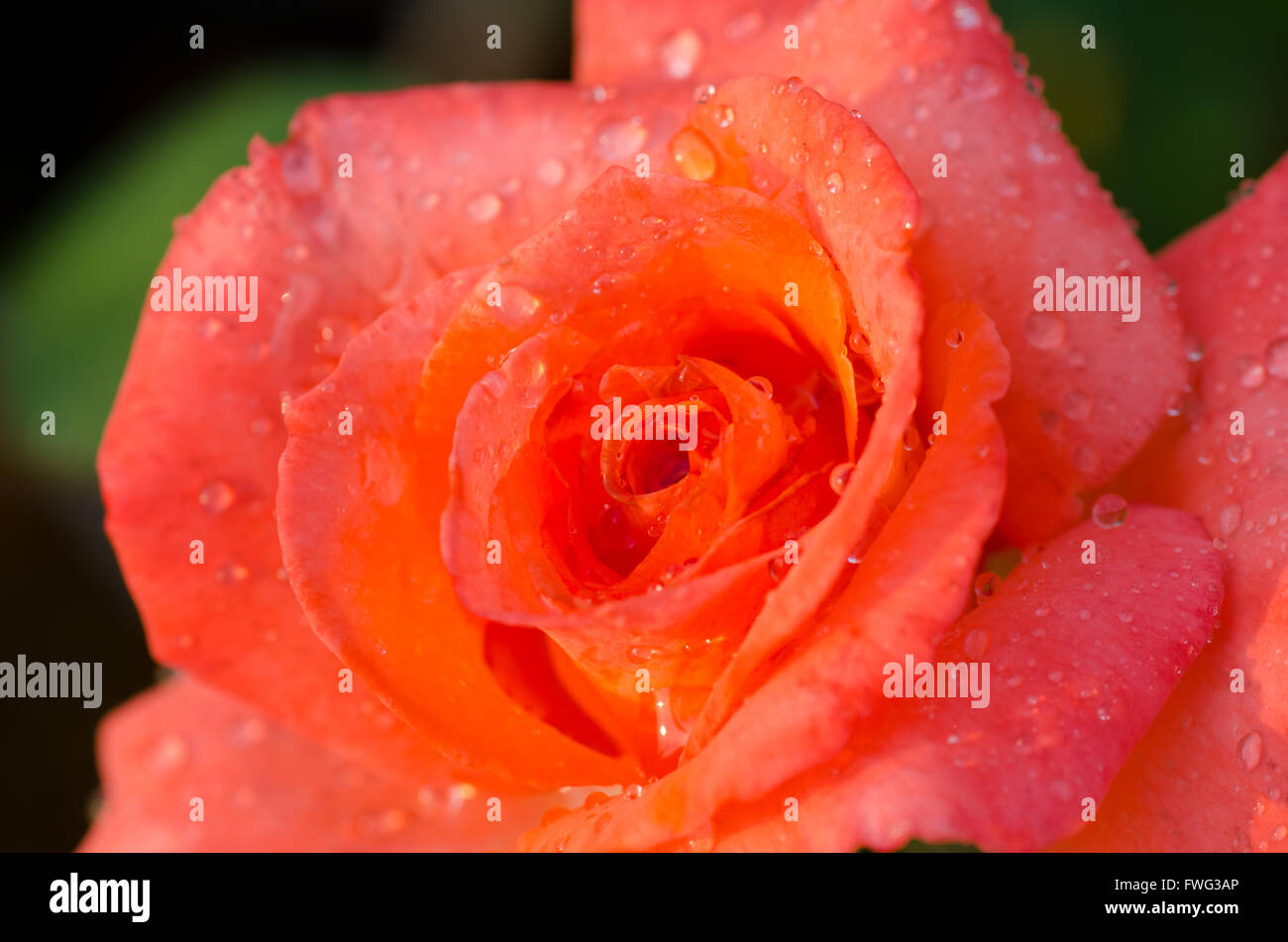 Individual orange flower hi-res stock photography and images - Alamy