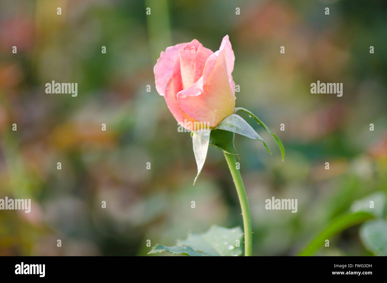 Budding rose hi-res stock photography and images - Alamy