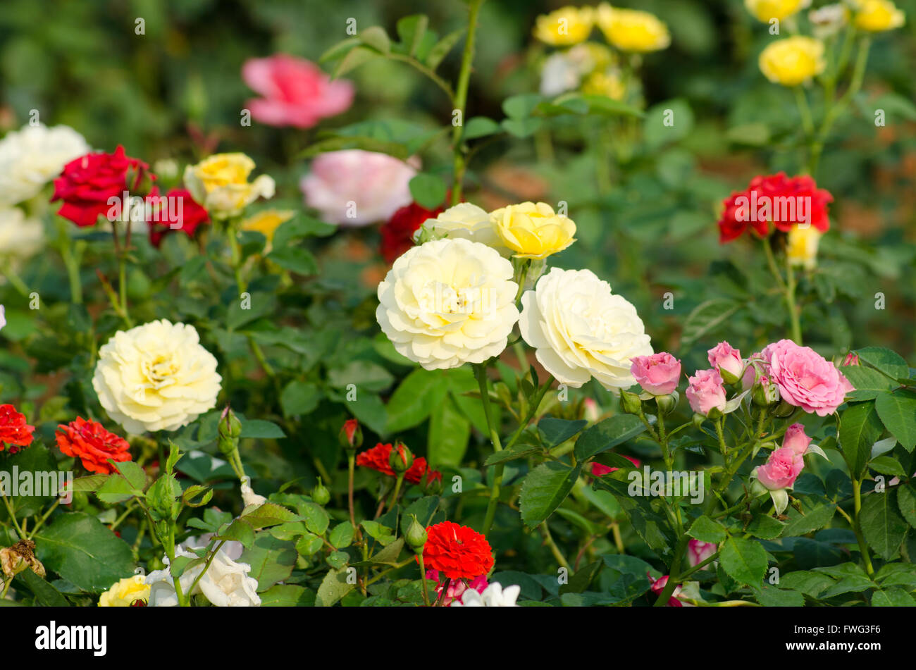 White field rose hi-res stock photography and images - Alamy