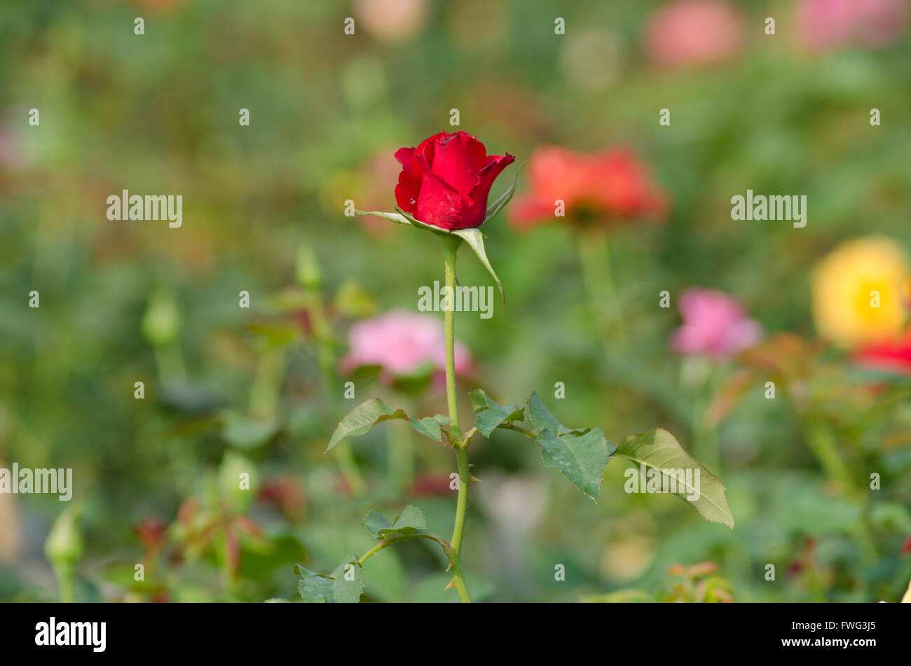 Closed red rose bud hi-res stock photography and images - Alamy