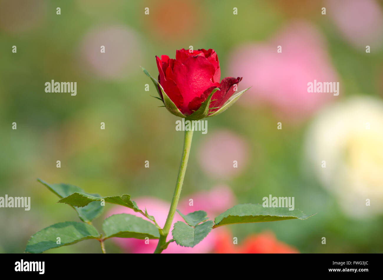 Budding rose hi-res stock photography and images - Alamy