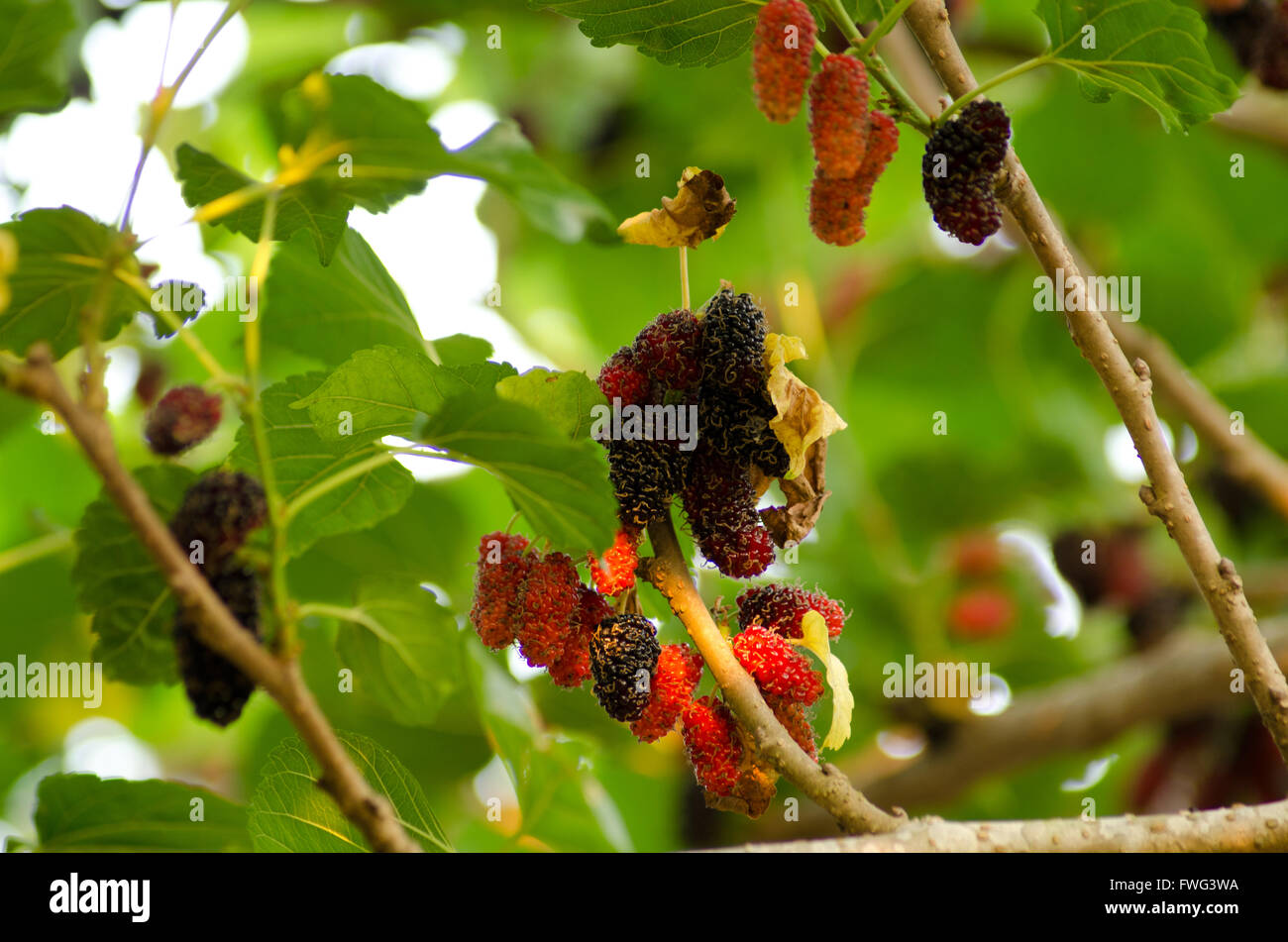 Mulberry purple hi-res stock photography and images - Alamy